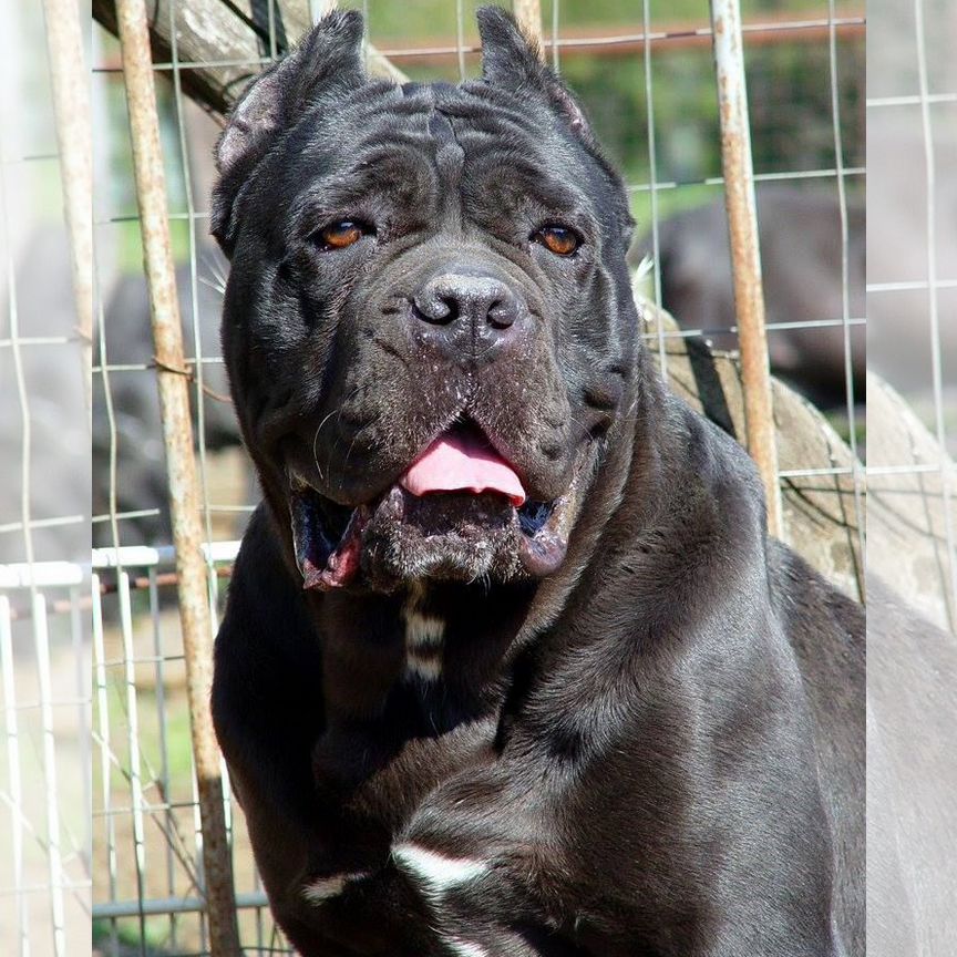 Кане Корсо щенки классика и не только