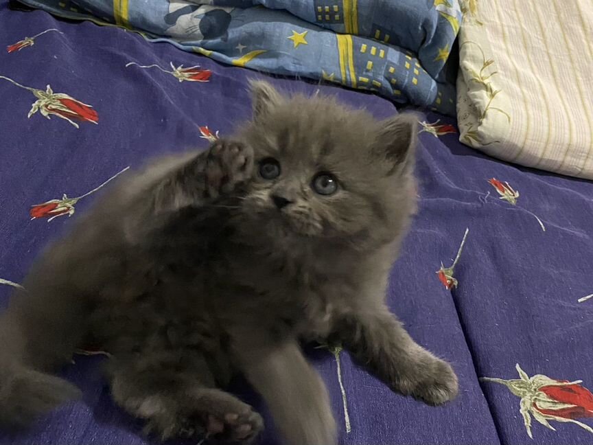Шотландский котёнок