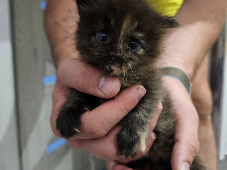 Котята мейн-куна