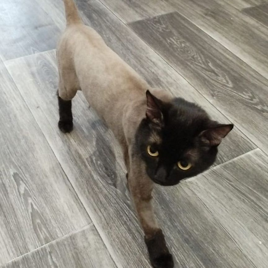Отдам в добрые руки кота 2 года