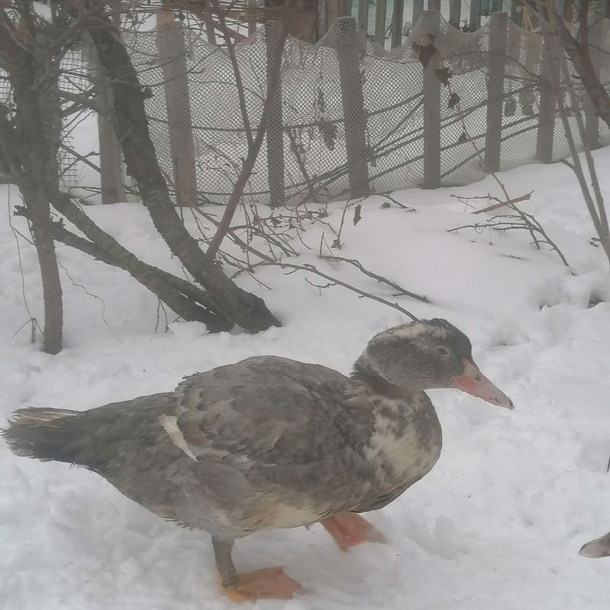 Мускусные утки