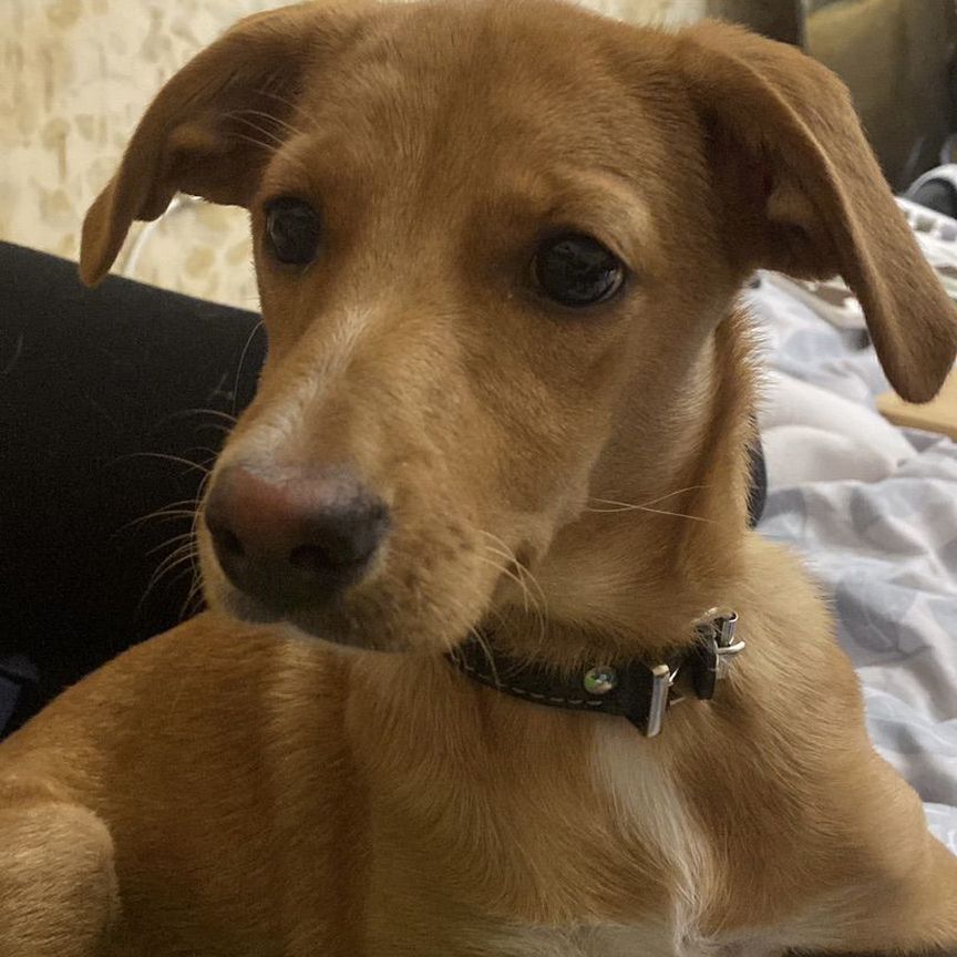 Собака в добрые руки