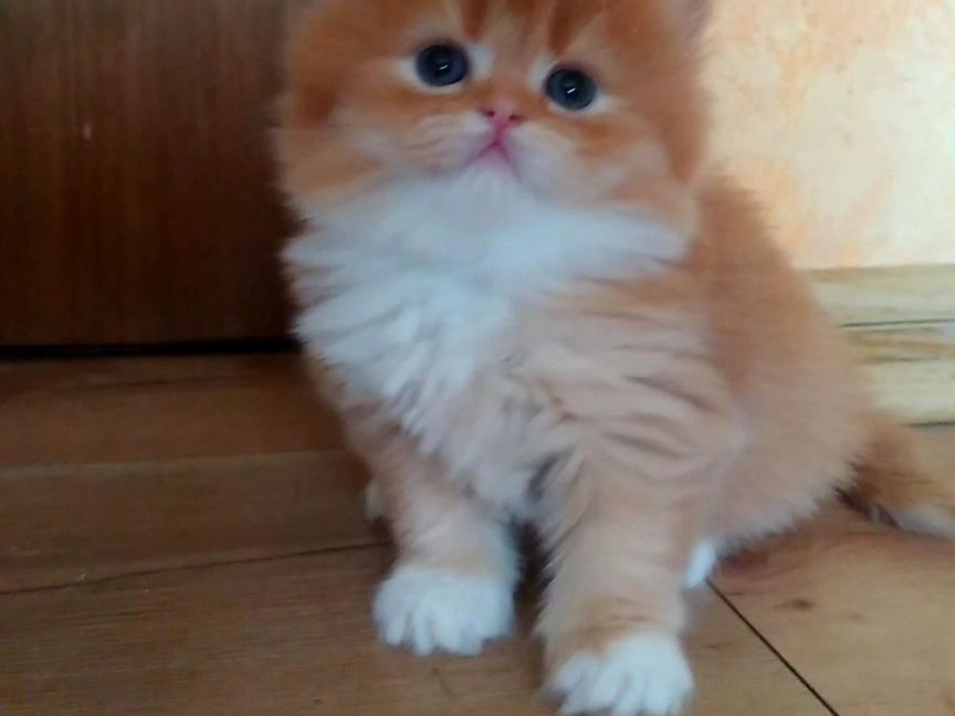 Шотландские котята