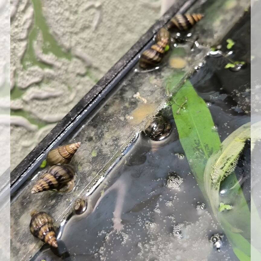 Улитка хелена