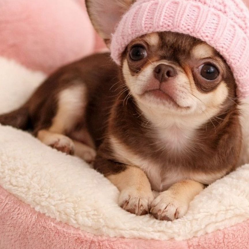 Чихуахуа, щенок