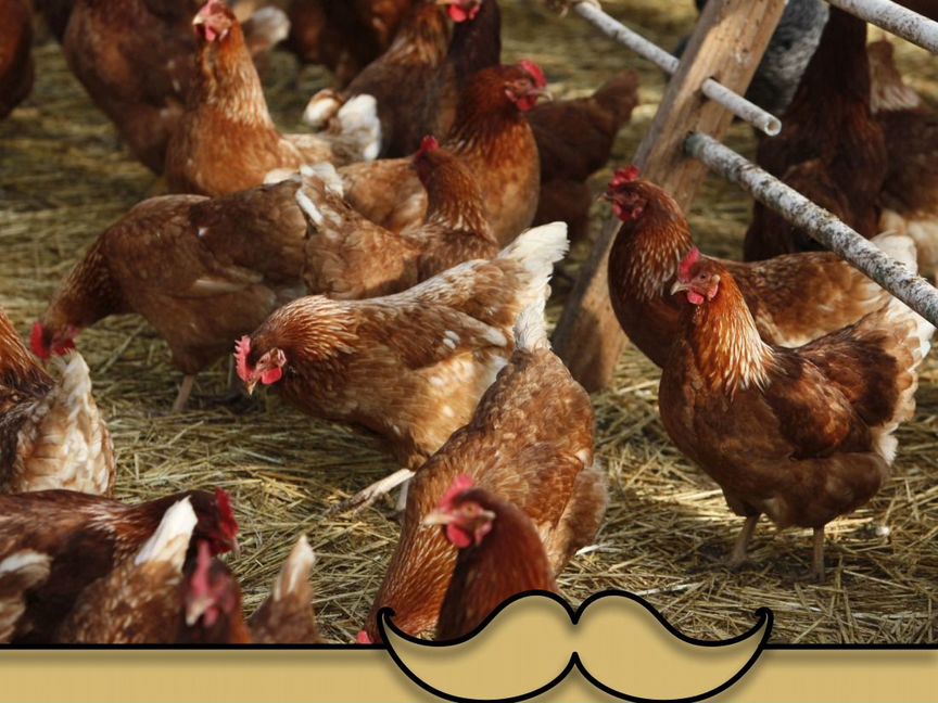 Куры несушки 9 мес