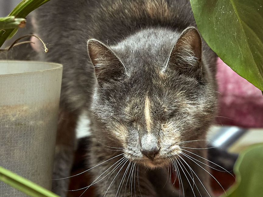 Слепая кошечка Клепа ищет до