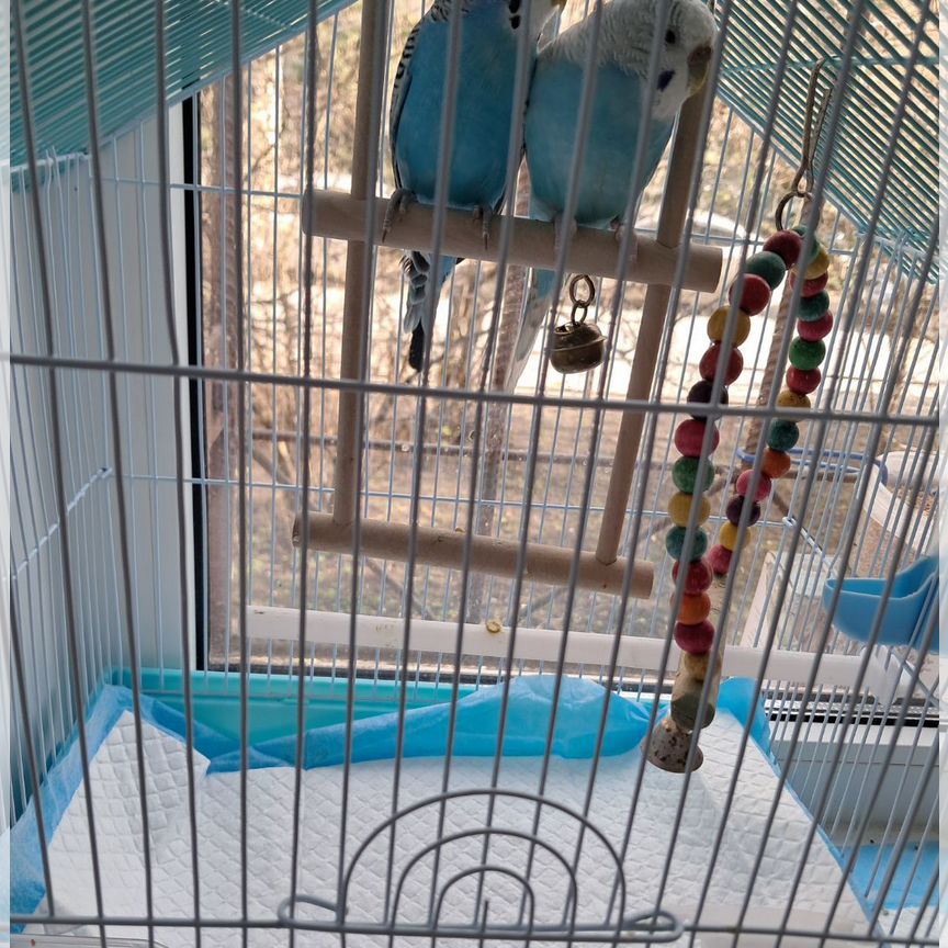 Волнистый попугай пара с клеткой