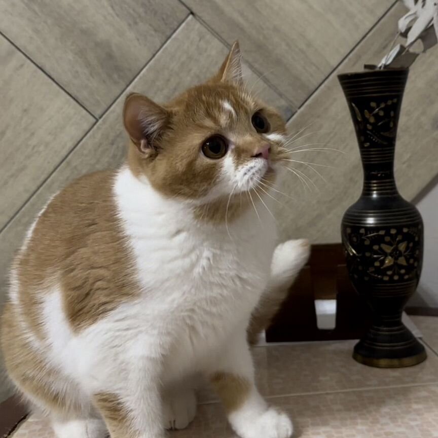 Британские котята