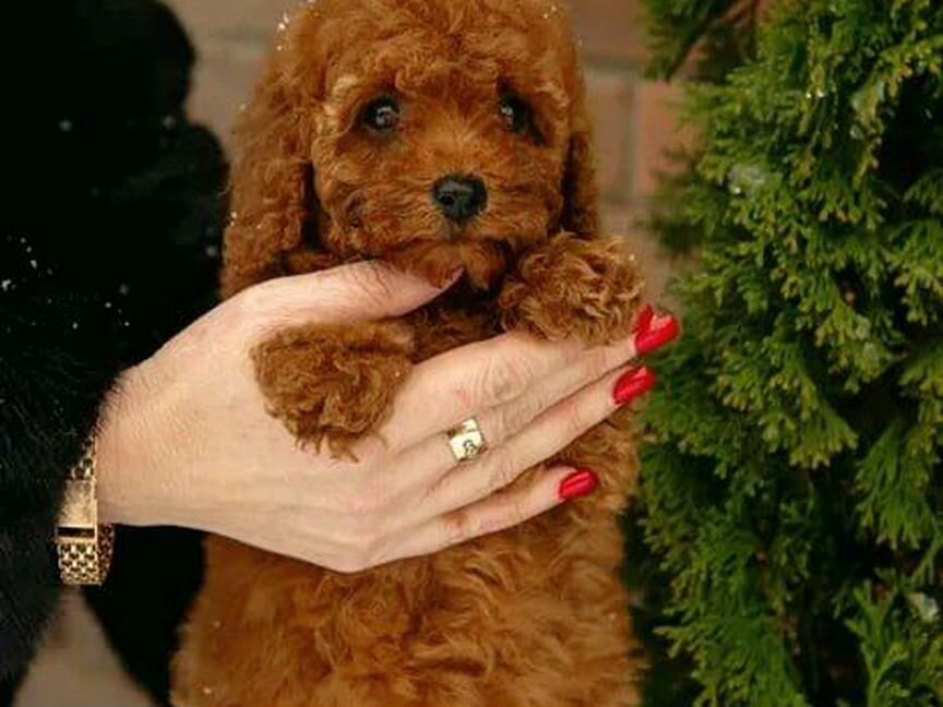 Щенки той пуделя