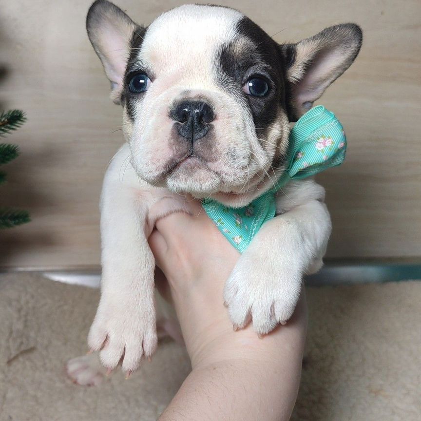 Французский бульдог, щенок