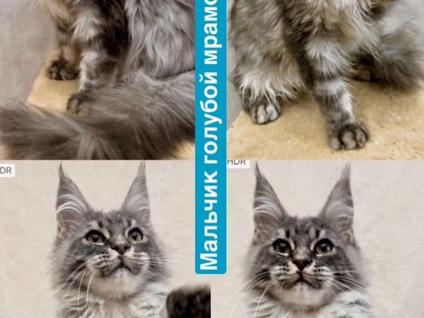 Мейн-кун шикарные котята полидакты и стандарт