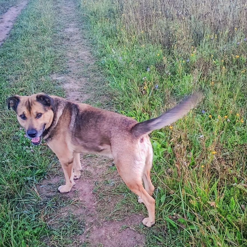 Ничейный пёс в беде