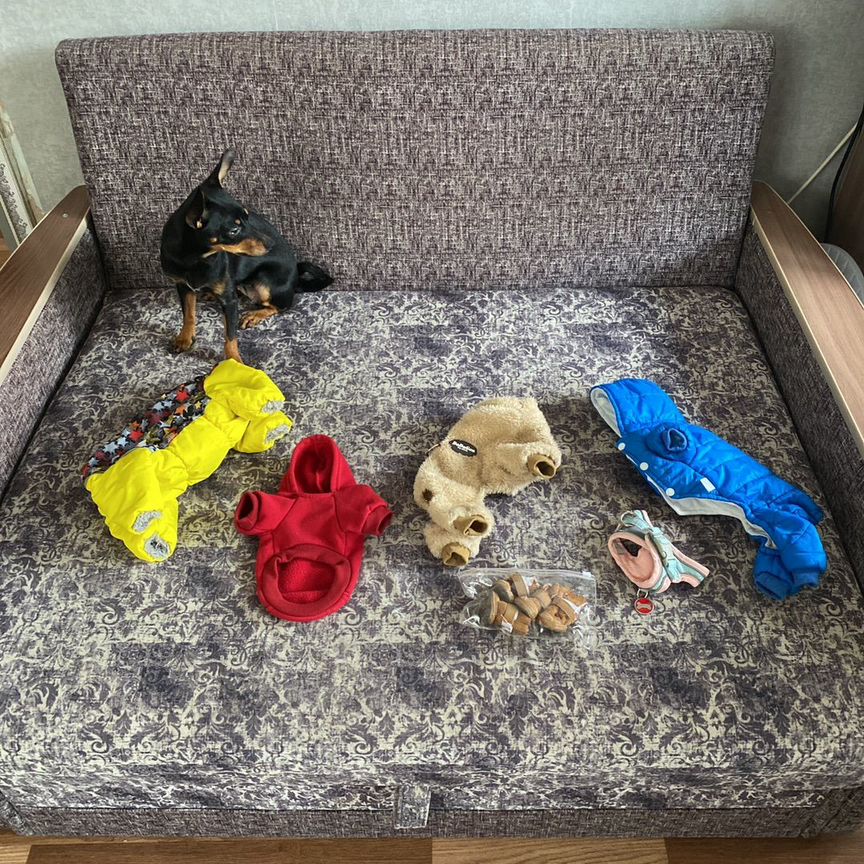 Одежда для собак мелких пород