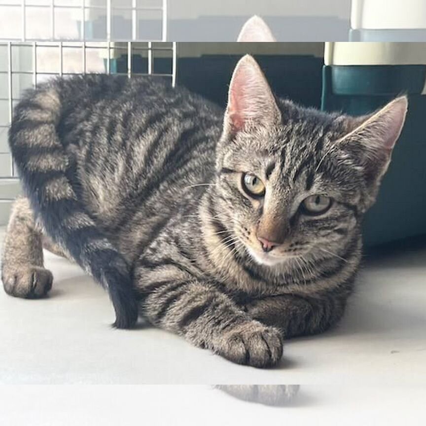 Взрослая, кошка в добрые руки