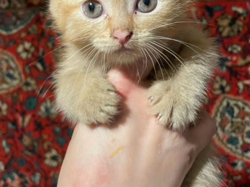 Котенок