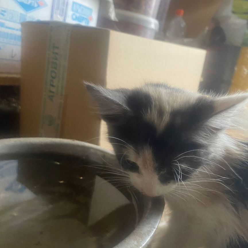 Помощь кошечке