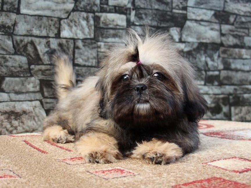 Щенки Ши-тцу - 2 помёта