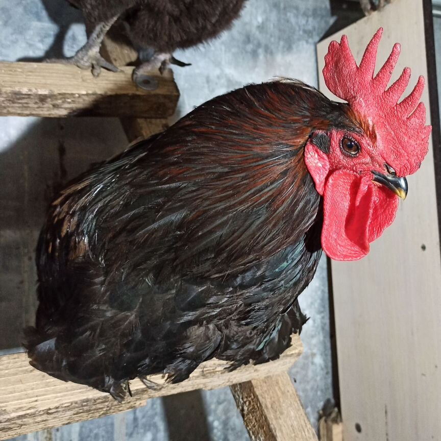 Цыплята черные