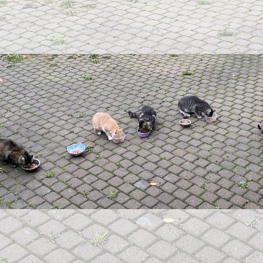 Котята в добрые руки даром