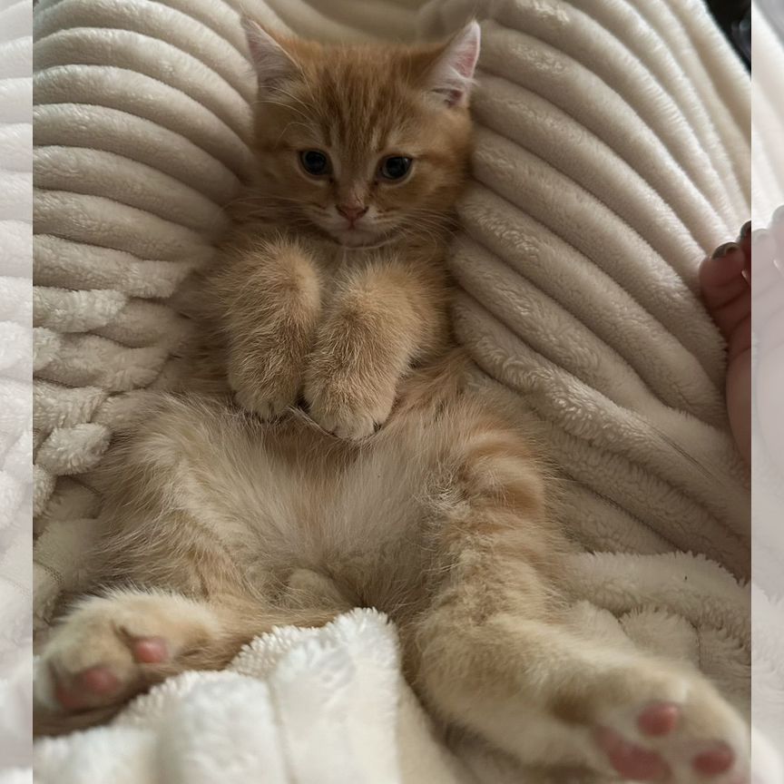 Шотландский котёток