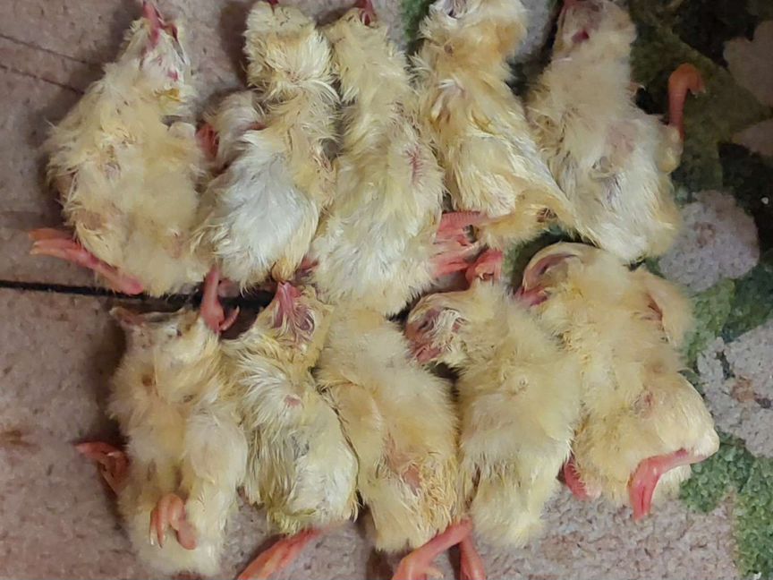 Цыплята суточные замороженные, на корм