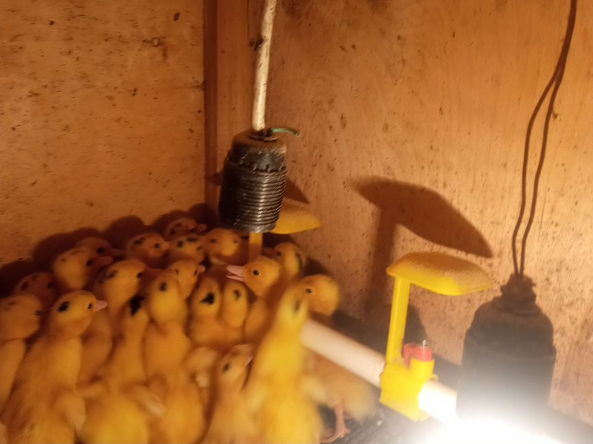 В продаже муларды и индейка