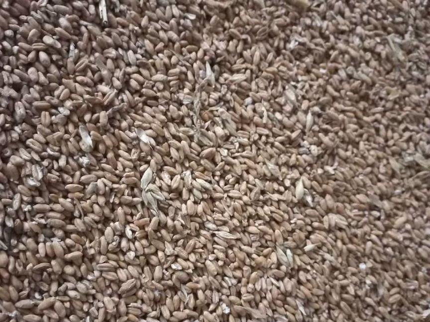 Семечко, Ячмень яровой на корм/посев