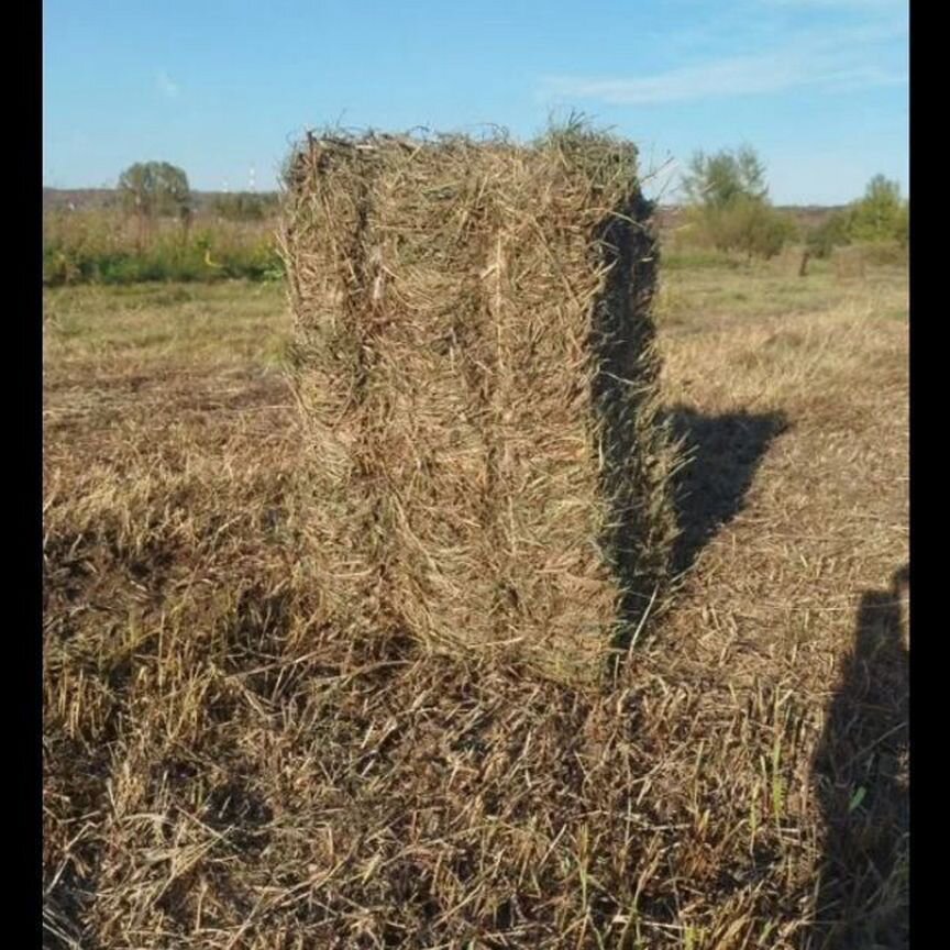 Сено в тюках