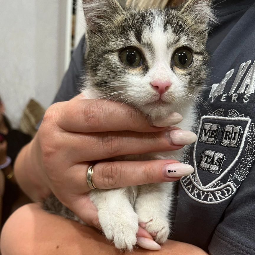 Котёнок в добрые руки