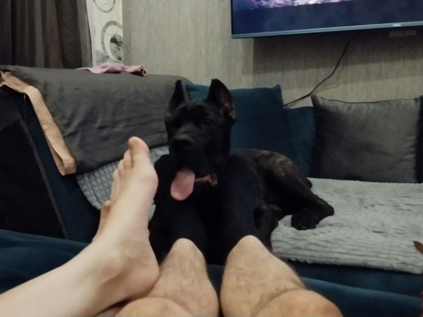 Собака кане корсо