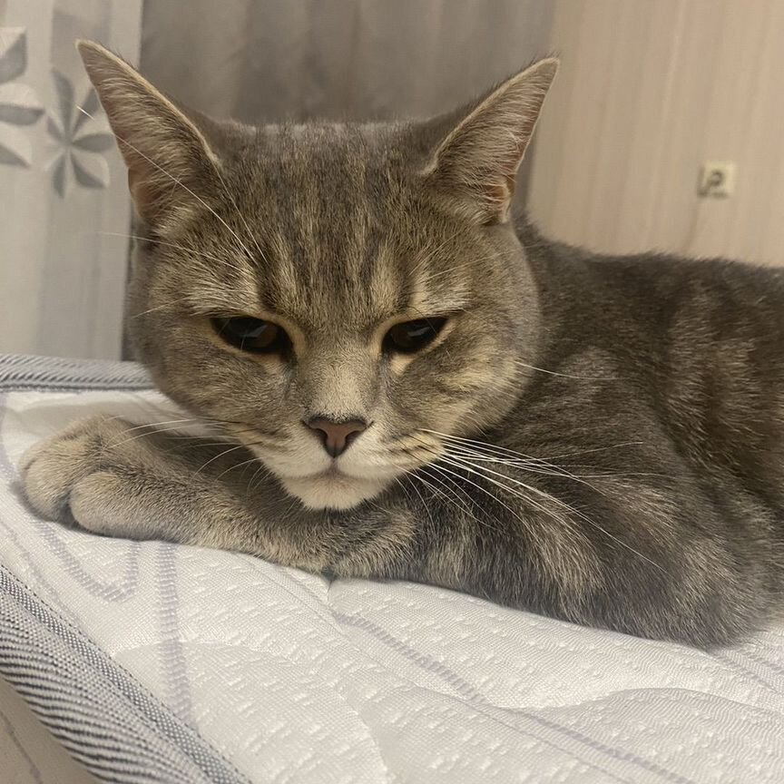 Скоттиш страйт