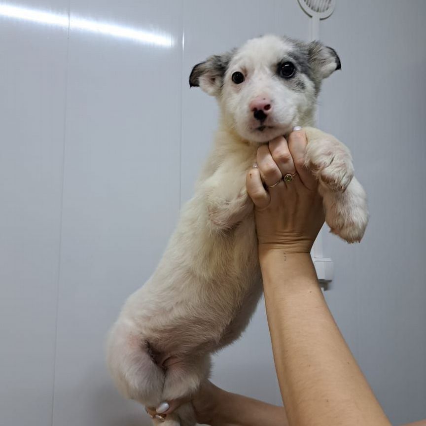 Красотка в добрые руки