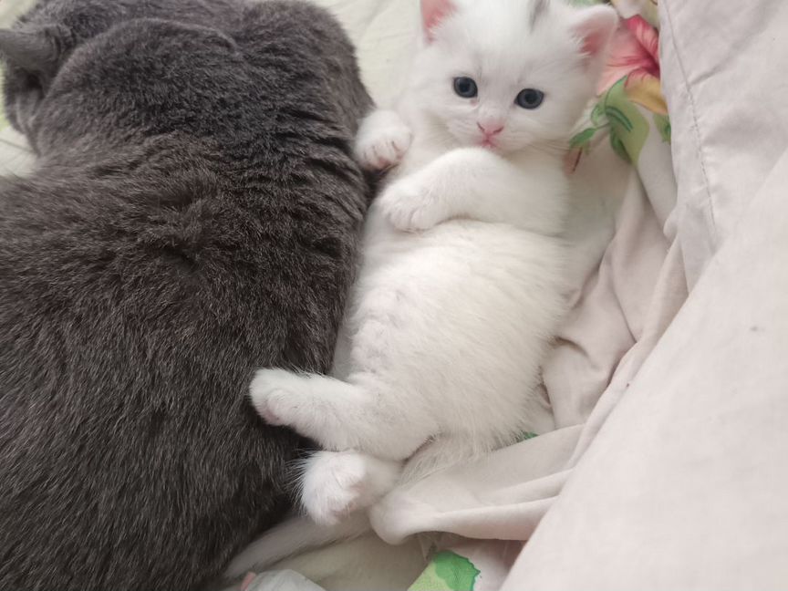 Котёнок