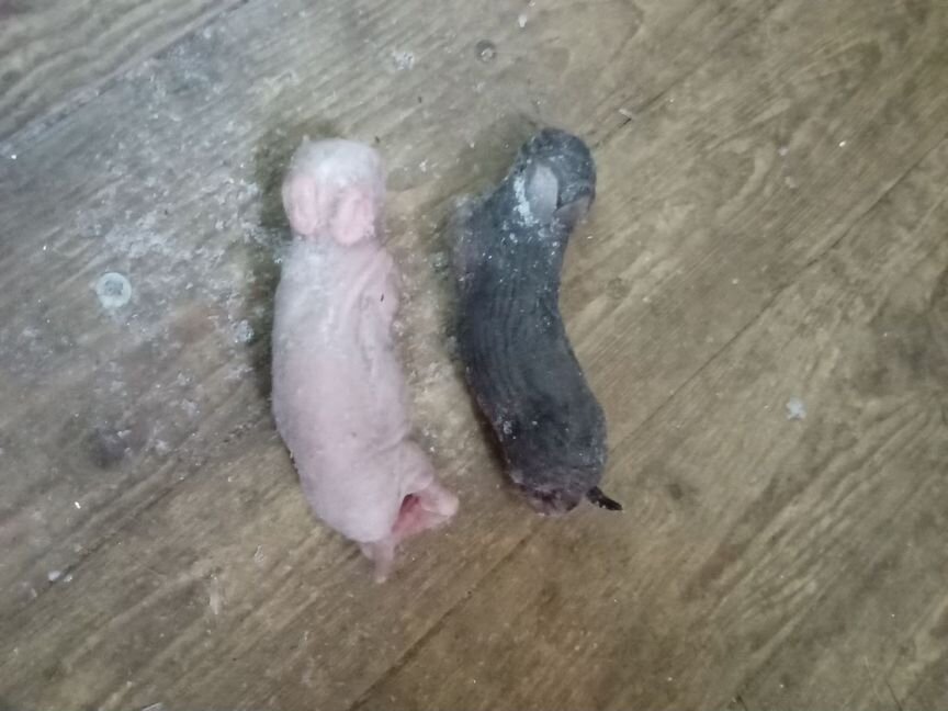 Корм (голяши)