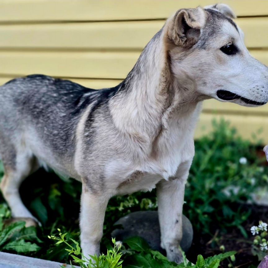 Элис ищет дом