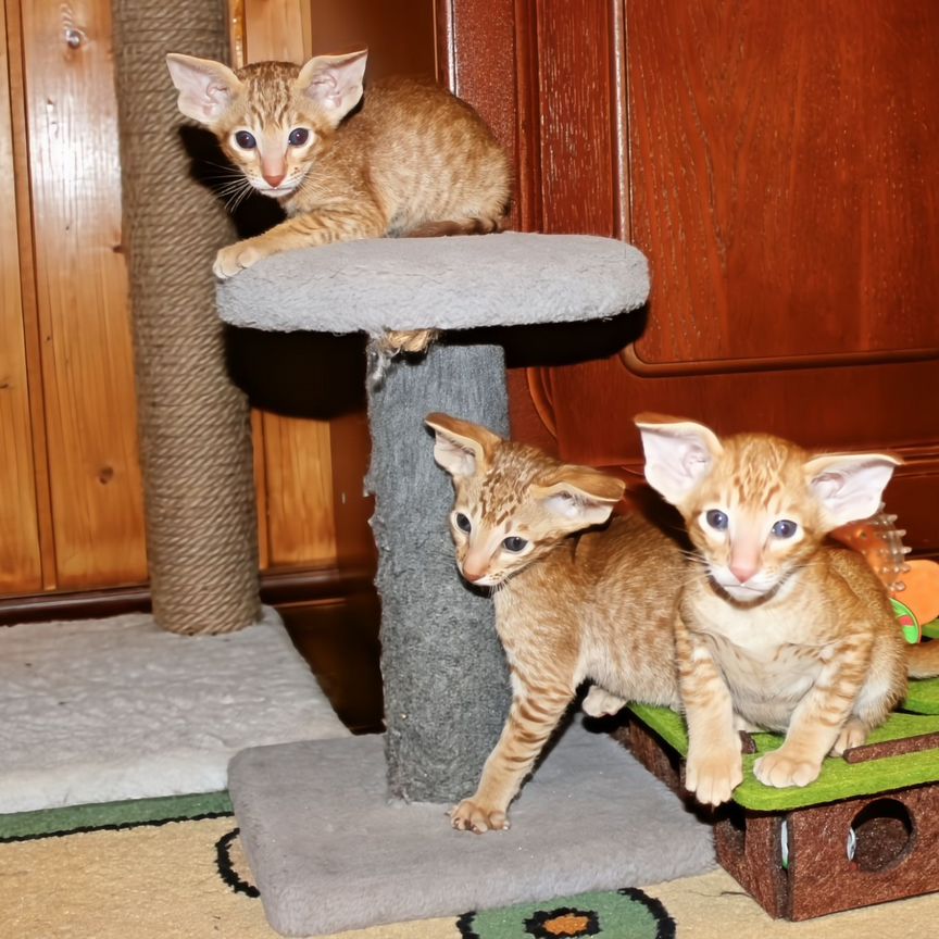 Ориентальный котёнок