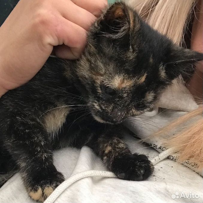 Трехцветная черепаховая котенок