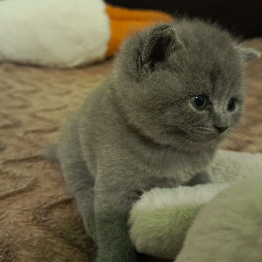 Британские котята