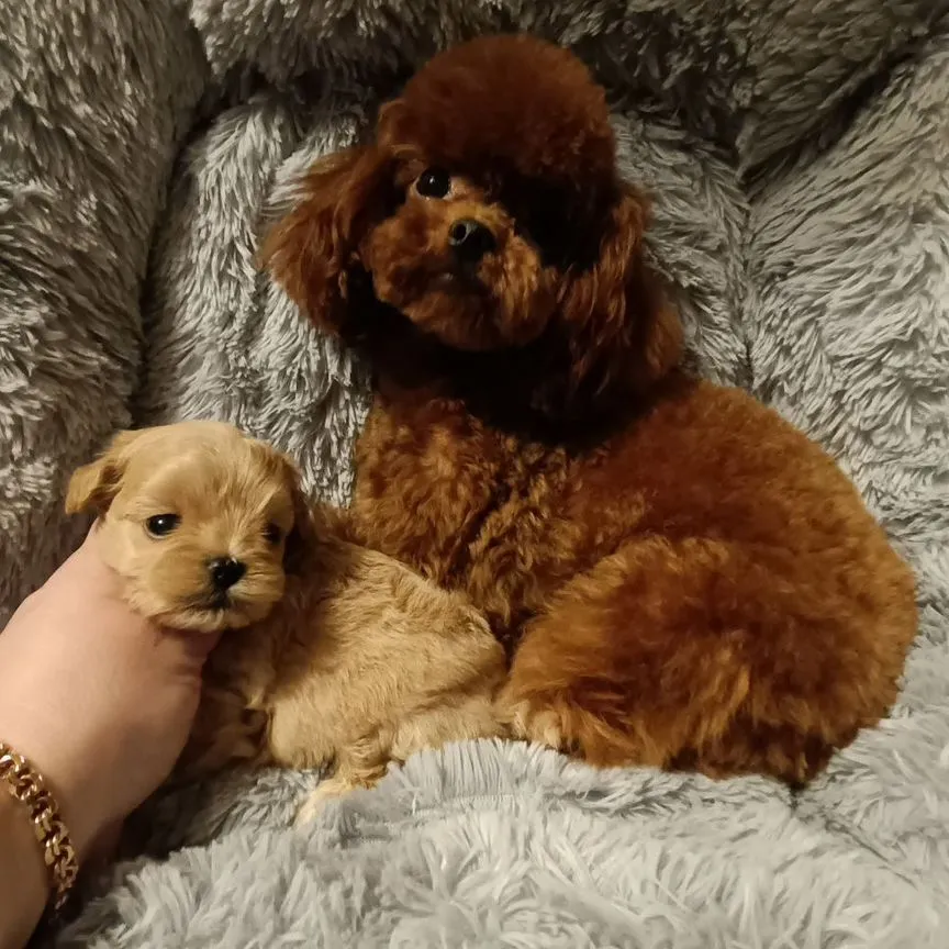 Мальтипу Ф1 микро Китай, Корея