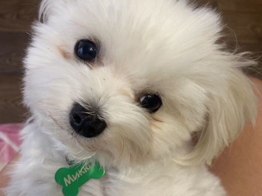 Мальтийская болонка мини (вязка)