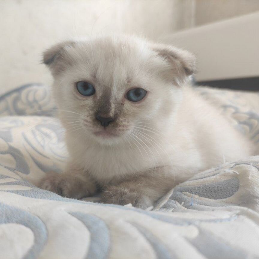 Котята в добрые руки бесплатно