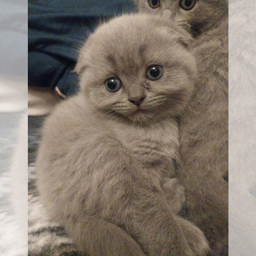 Шотландская