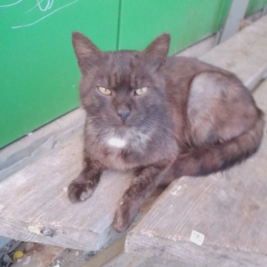Котик погибает