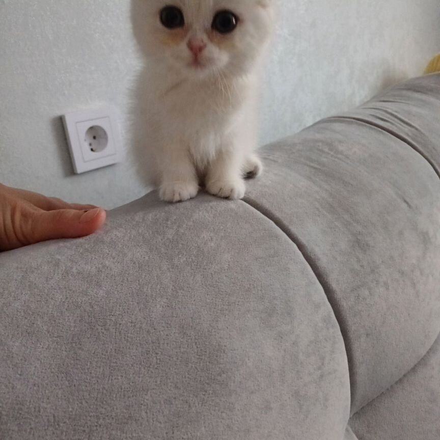 Шотландская вислоухая кошка