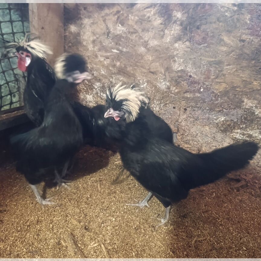 Инкубационное яйцо кур