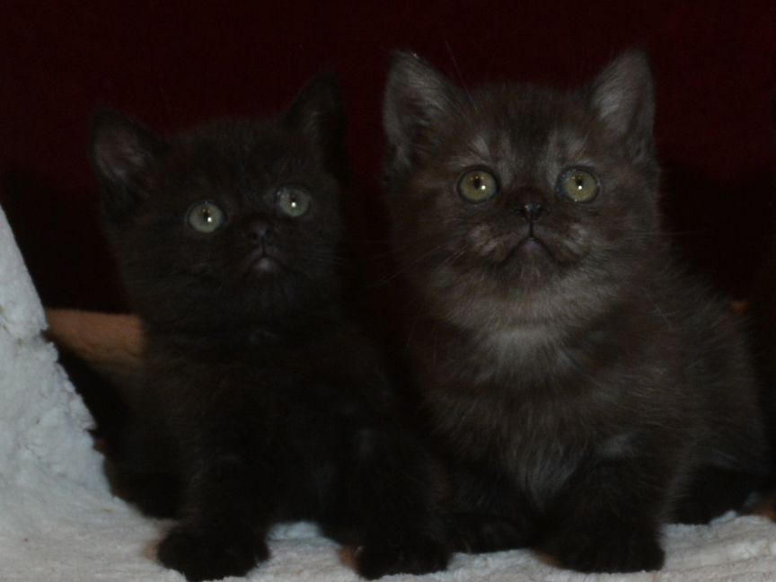 Британцы. Дым и черный