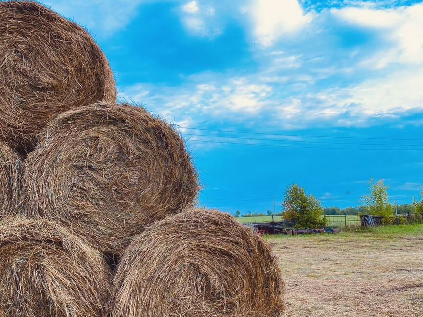 Сено луговое в рулонах