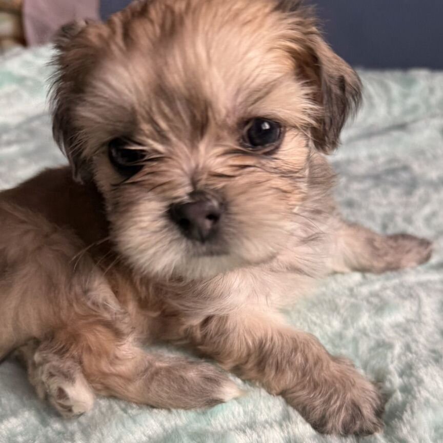 Ши-тцу, щенок