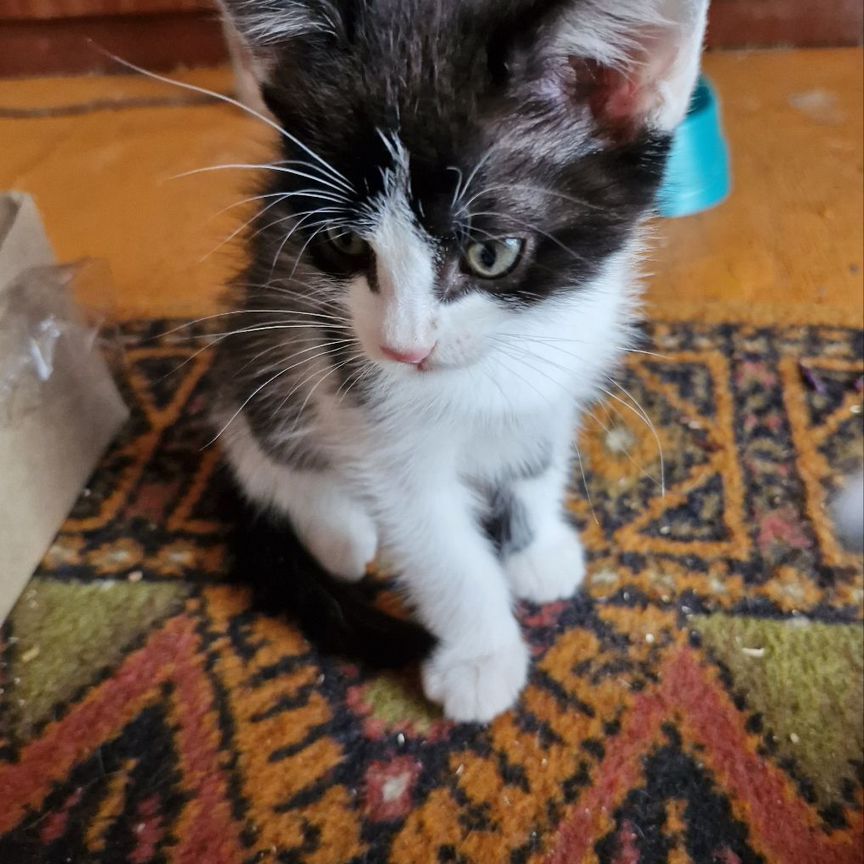 Котёнок добрые руки